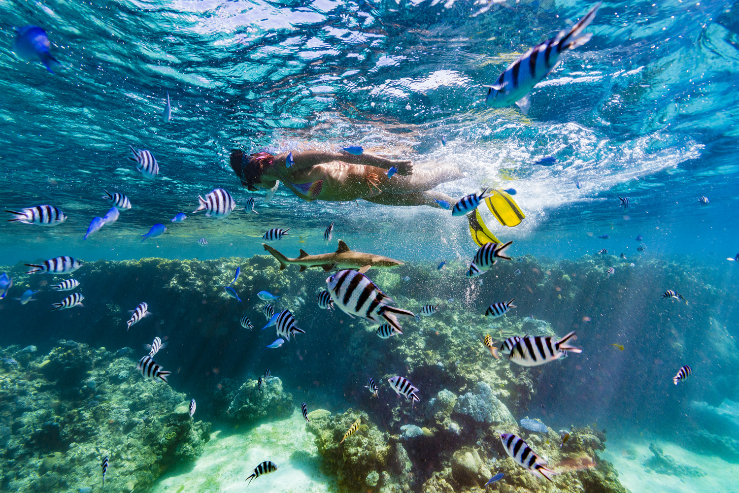 Snorkel with Sharks Barefoot Kuauta Island | Discount | Travello