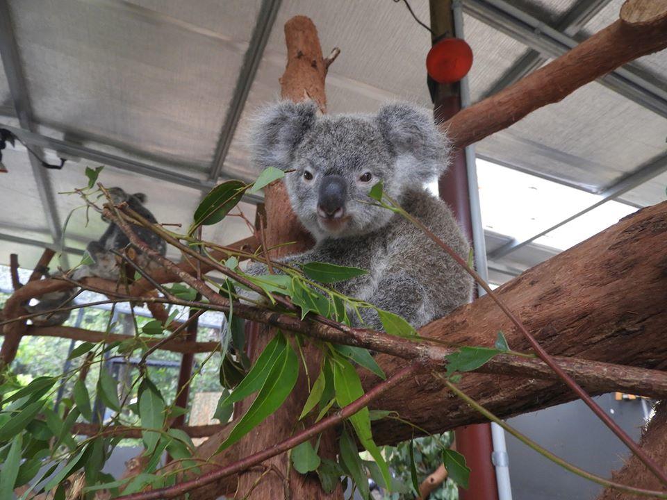 Kuranda Wildlife Experience Package | Backpacker Deals